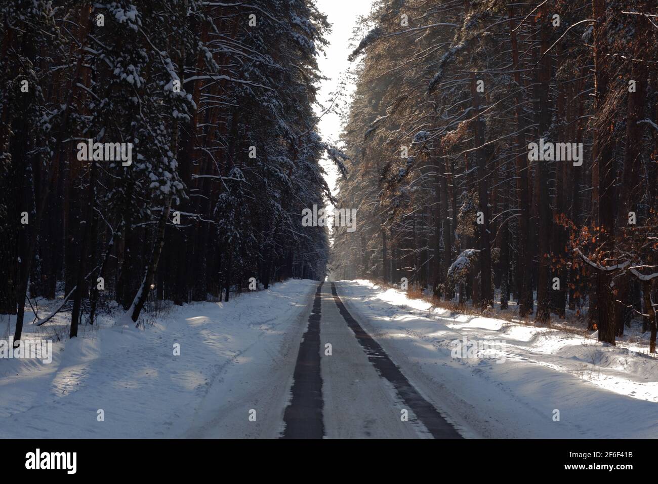 View of road through pine forest hi-res stock photography and images ...