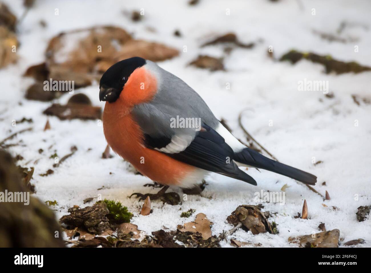 Selective focus photo. Eurasian bullfinch bird. Pyrrhula pyrrhula Stock ...