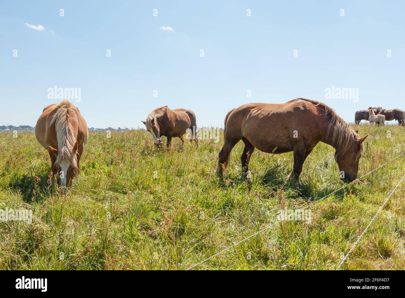 Breton horses hi-res stock photography and images - Alamy