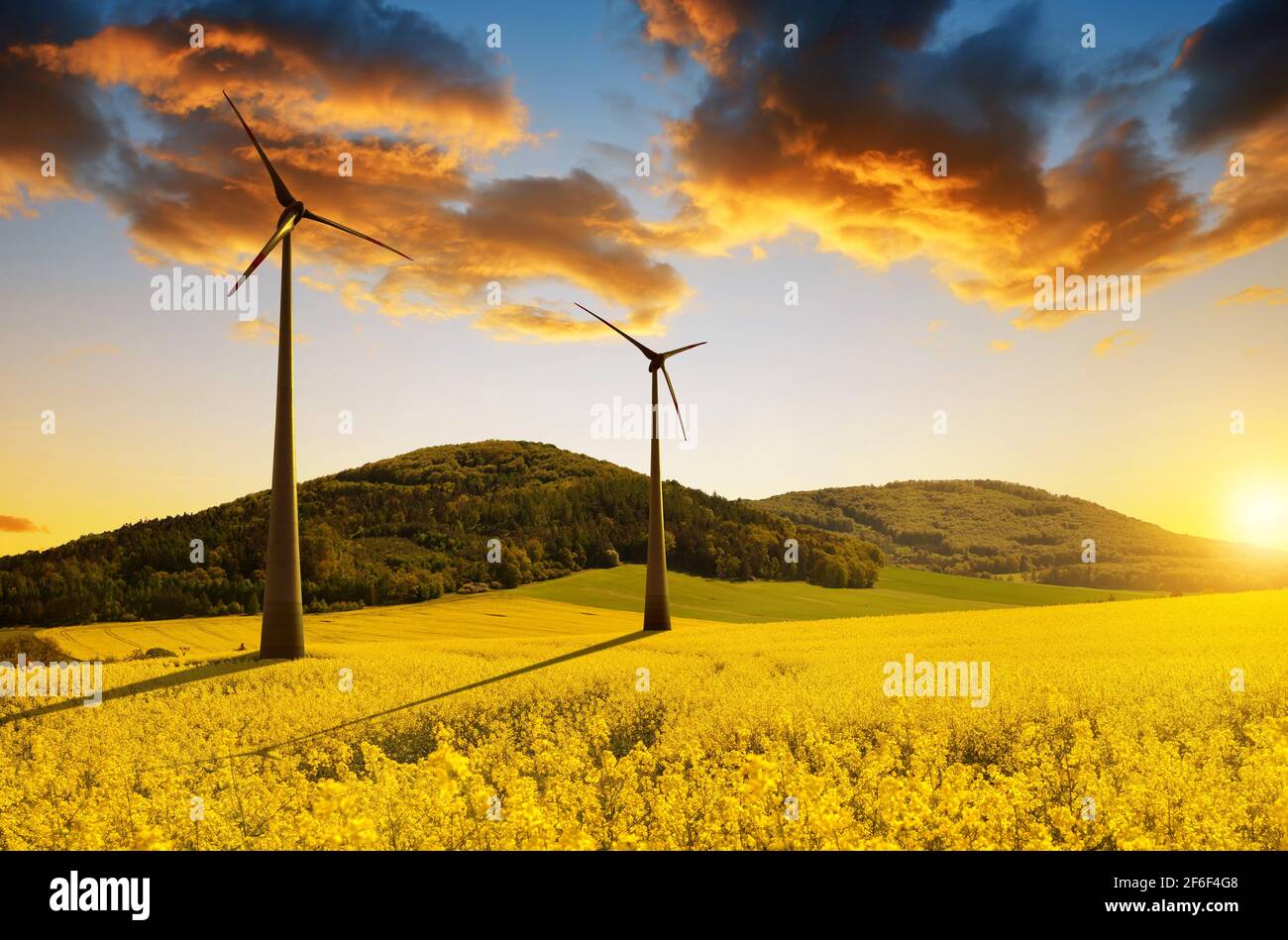 Field of rapeseed and wind turbines in spring landscape Stock Photo - Alamy