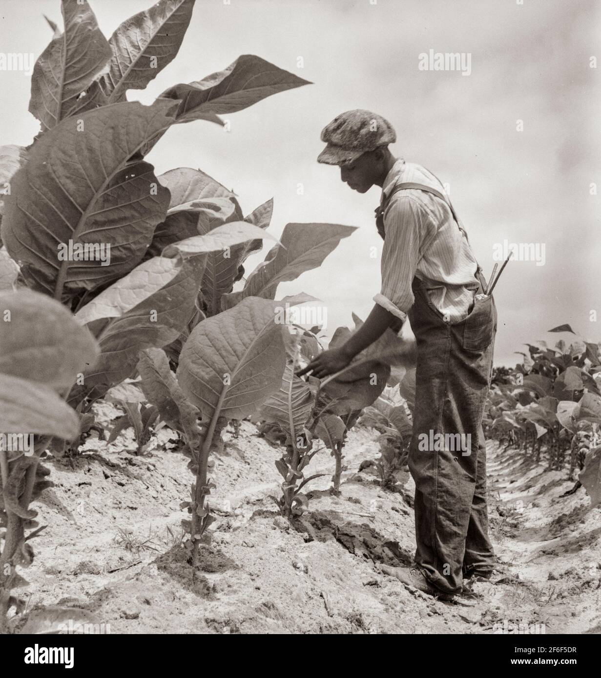 Negro sharecropper's son goes up and down the long rows worming tobacco ...