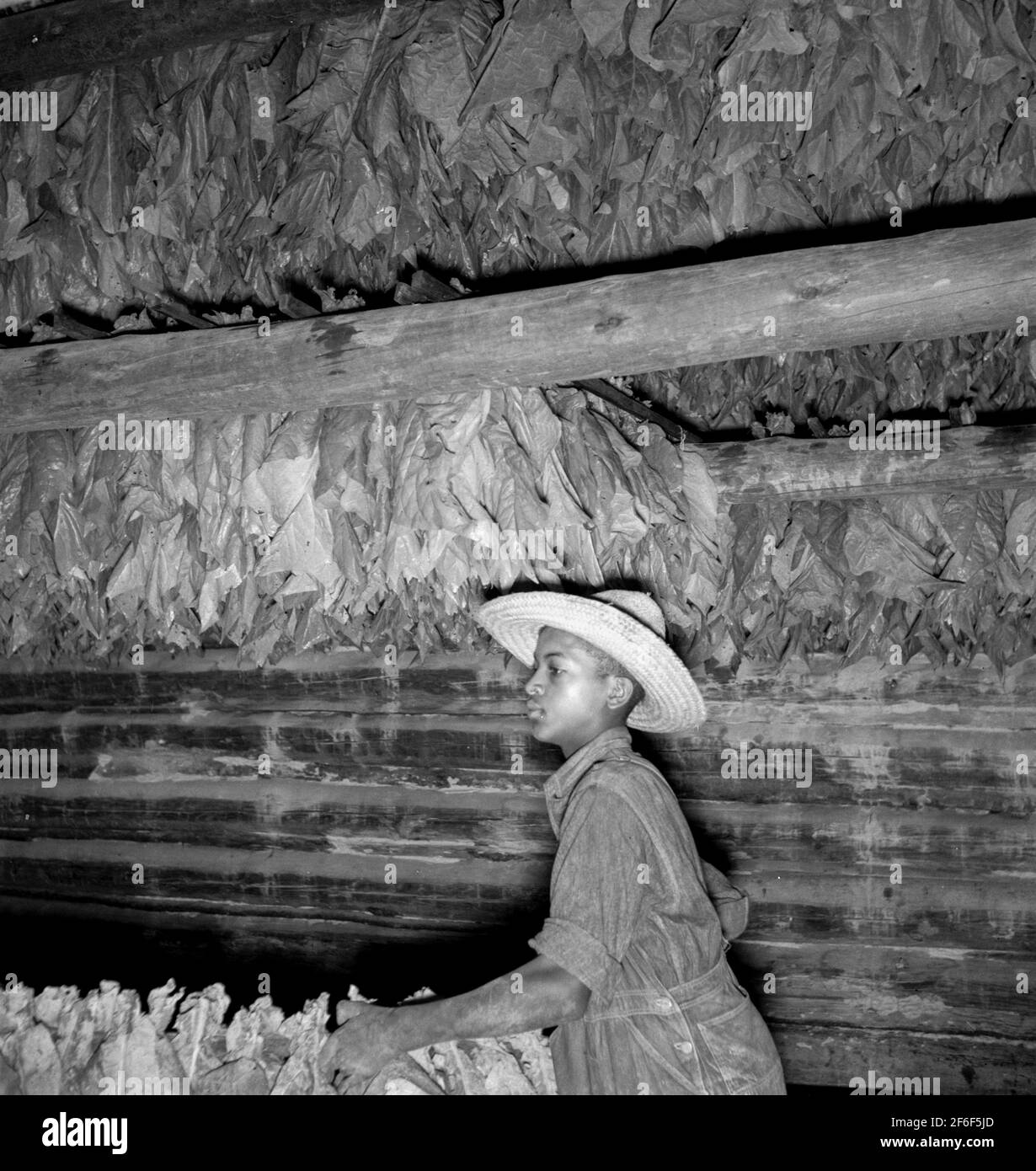 Son of sharecropper and sub tenant hanging up strung tobacco inside ...