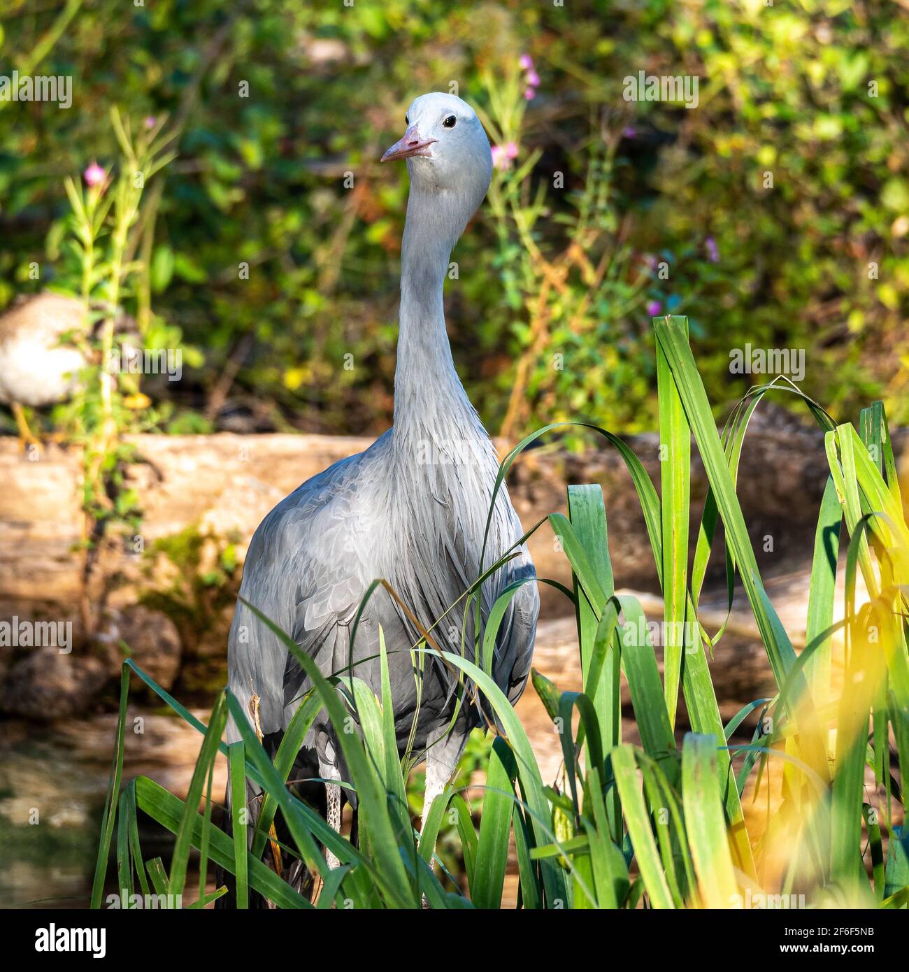 The Blue Crane, Grus paradisea, is an endangered bird specie endemic to ...