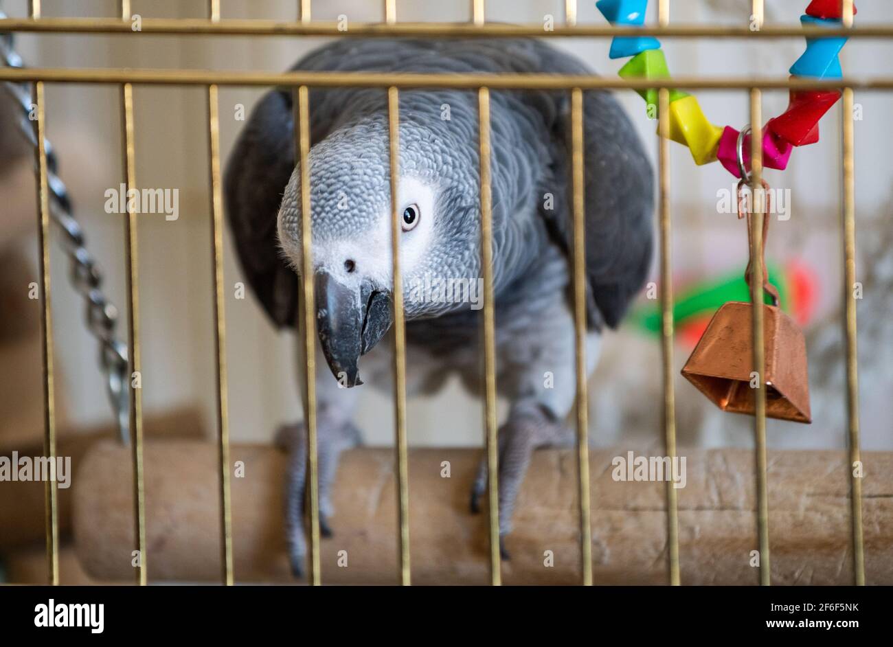 Large gray parrot of the Jaco breed in a cage Stock Photo - Alamy