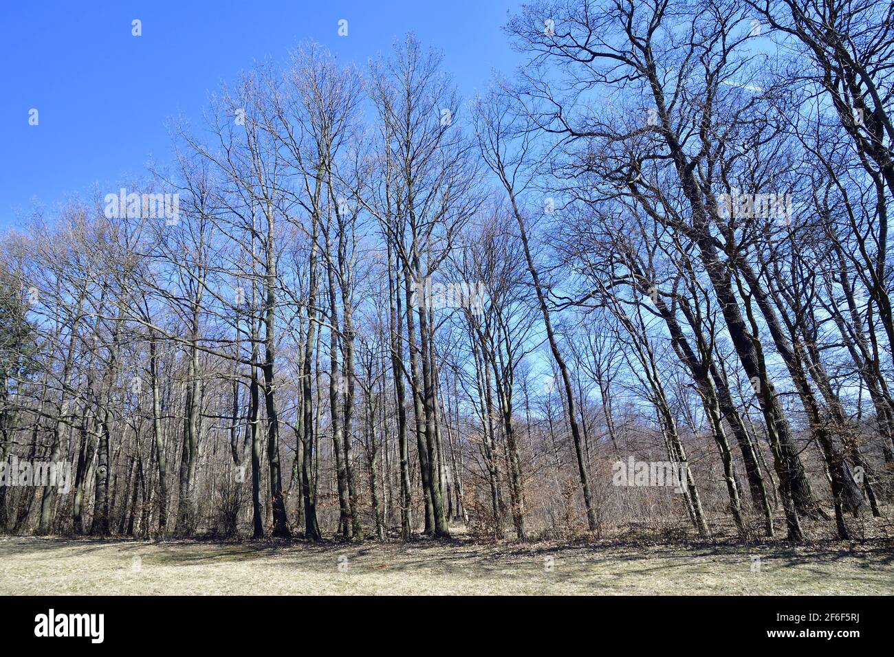 Forest tree trees austria hi-res stock photography and images - Alamy