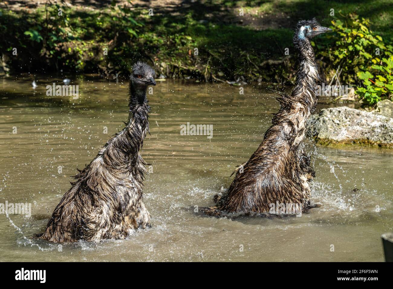 The emu, Dromaius novaehollandiae is the second-largest living bird by ...