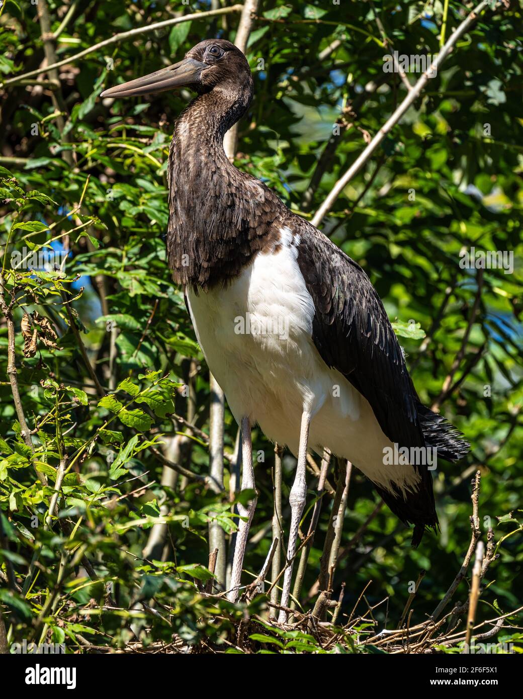 The Black stork, Ciconia nigra is a large bird in the stork family ...
