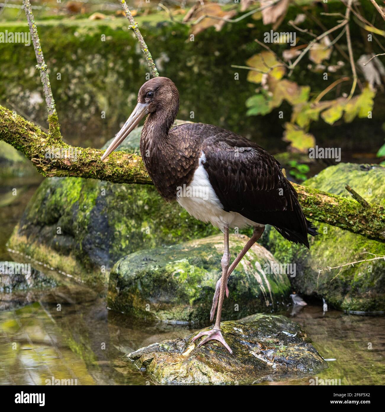 The Black stork, Ciconia nigra is a large bird in the stork family ...