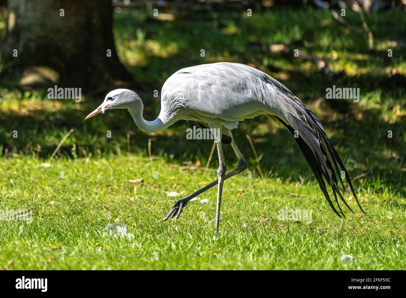 The Blue Crane, Grus paradisea, is an endangered bird specie endemic to ...