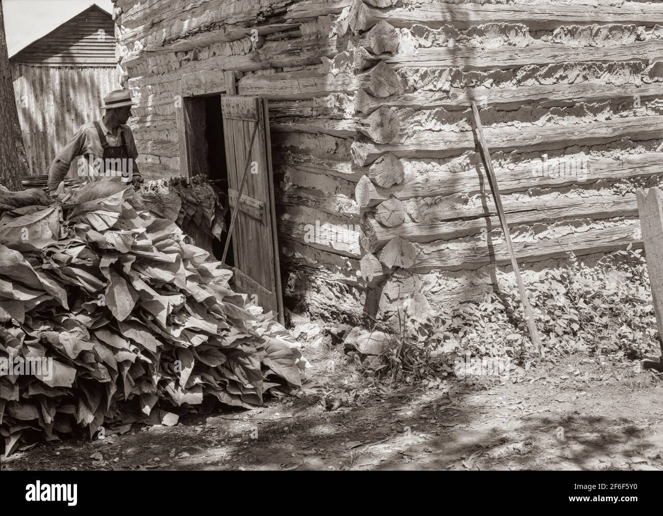 Putting in the tobacco after the morning work. Shoofly, North Carolina ...