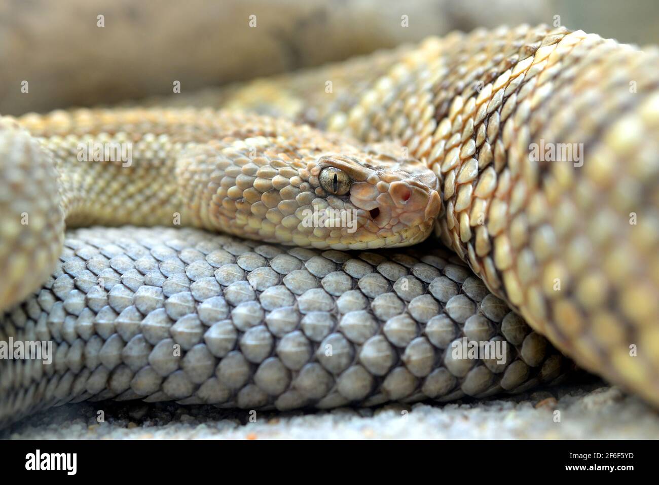South American rattlesnake (Crotalus durissus unicolor) close up ...
