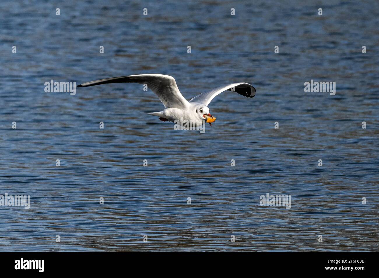 The European Herring Gull, Larus argentatus is a large gull, One of the ...