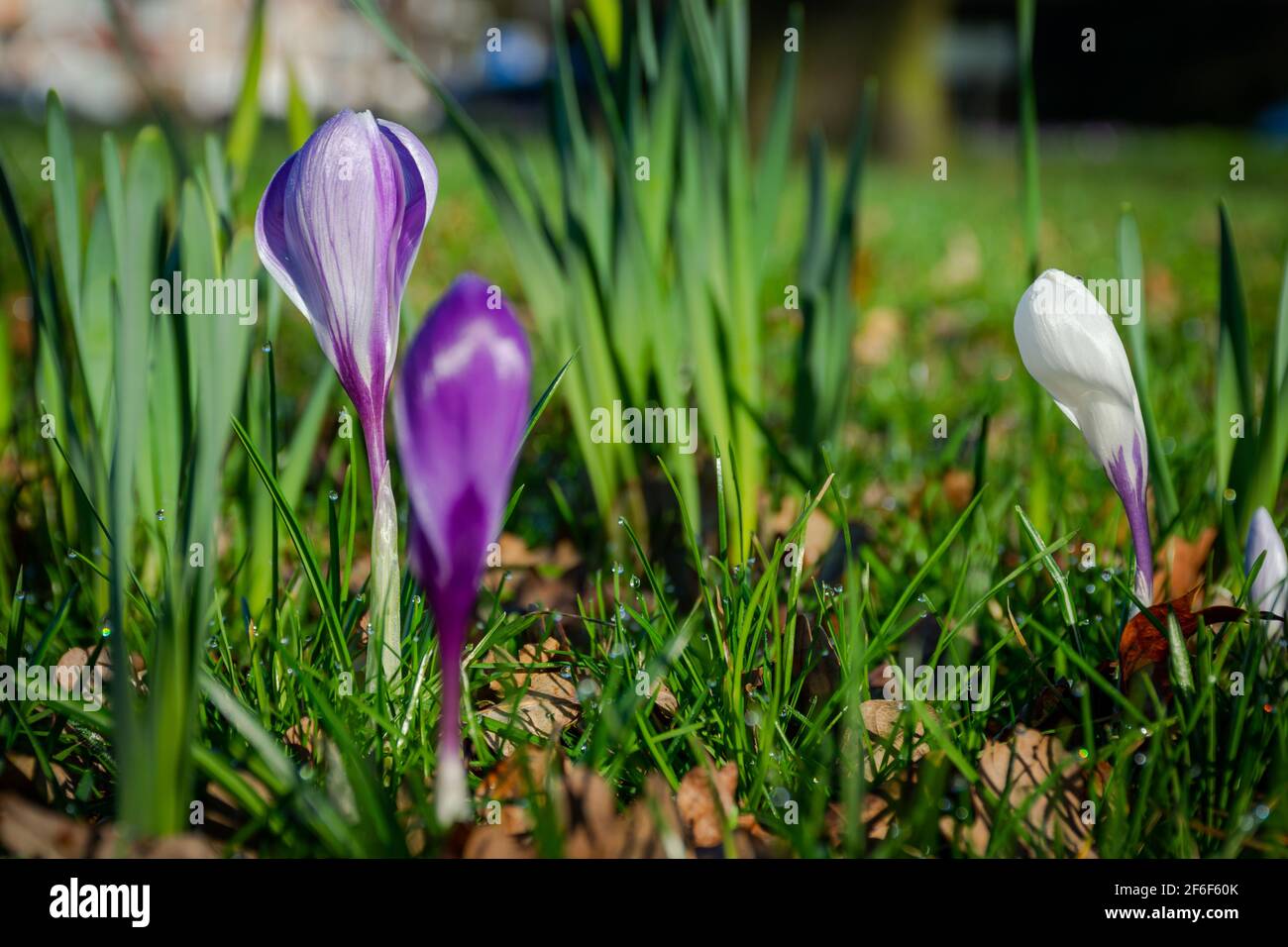 Violet crocus in the garden hi-res stock photography and images - Alamy