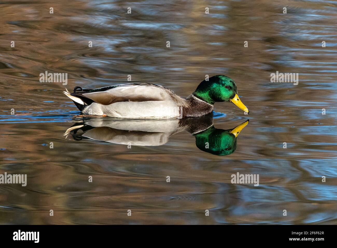 The mallard, Anas platyrhynchos is a dabbling duck. Here swimming in a ...