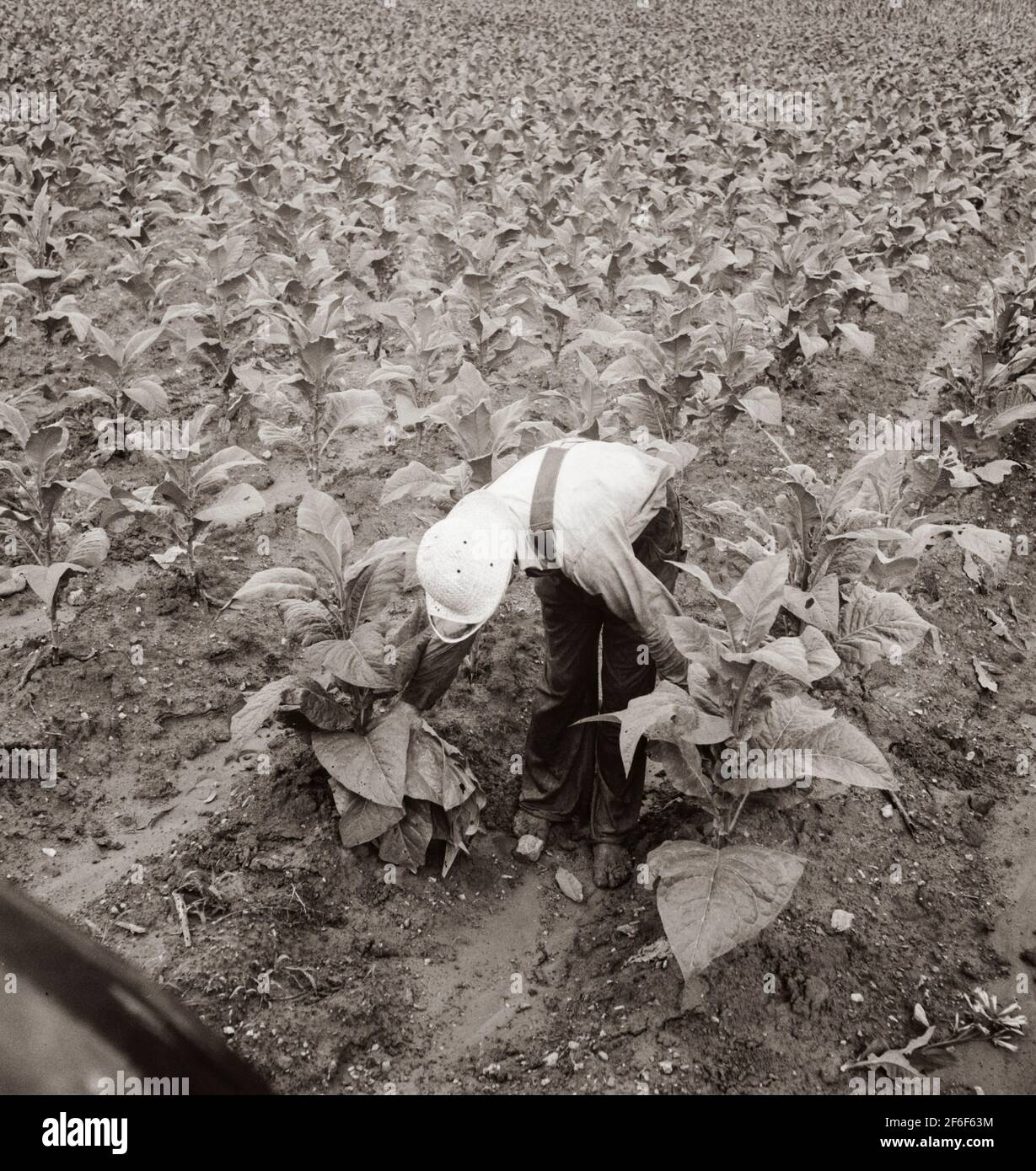 White sharecropper priming tobacco early in the morning. Shoofly, North ...