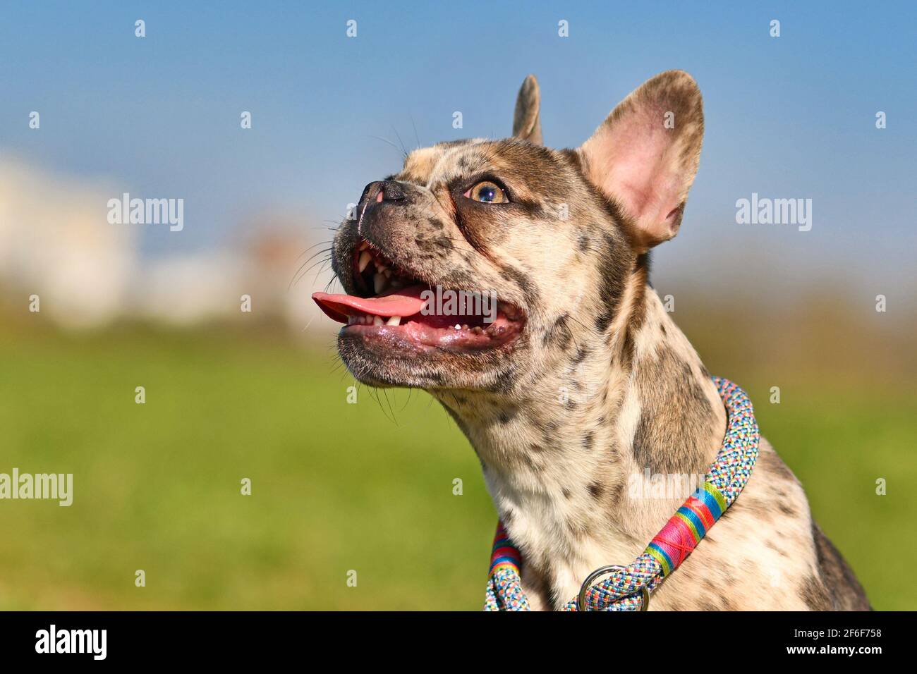 Merle colored French Bulldog dog with mottled patches with tongue ...