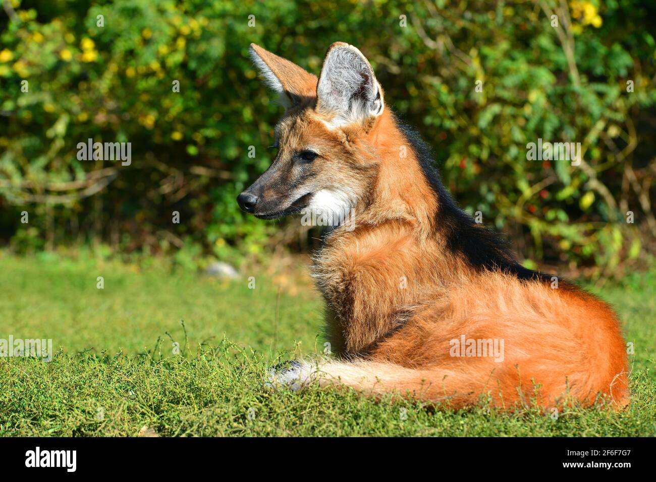 Maned wolf (Chrysocyon brachyurus) lying in the grass Stock Photo - Alamy