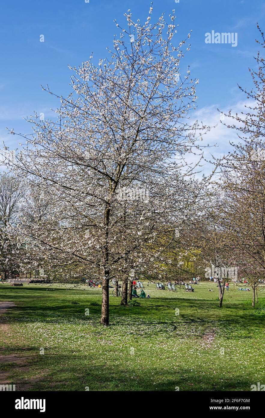 Regent's Park London UK blossoming trees - first day after lockdown ...