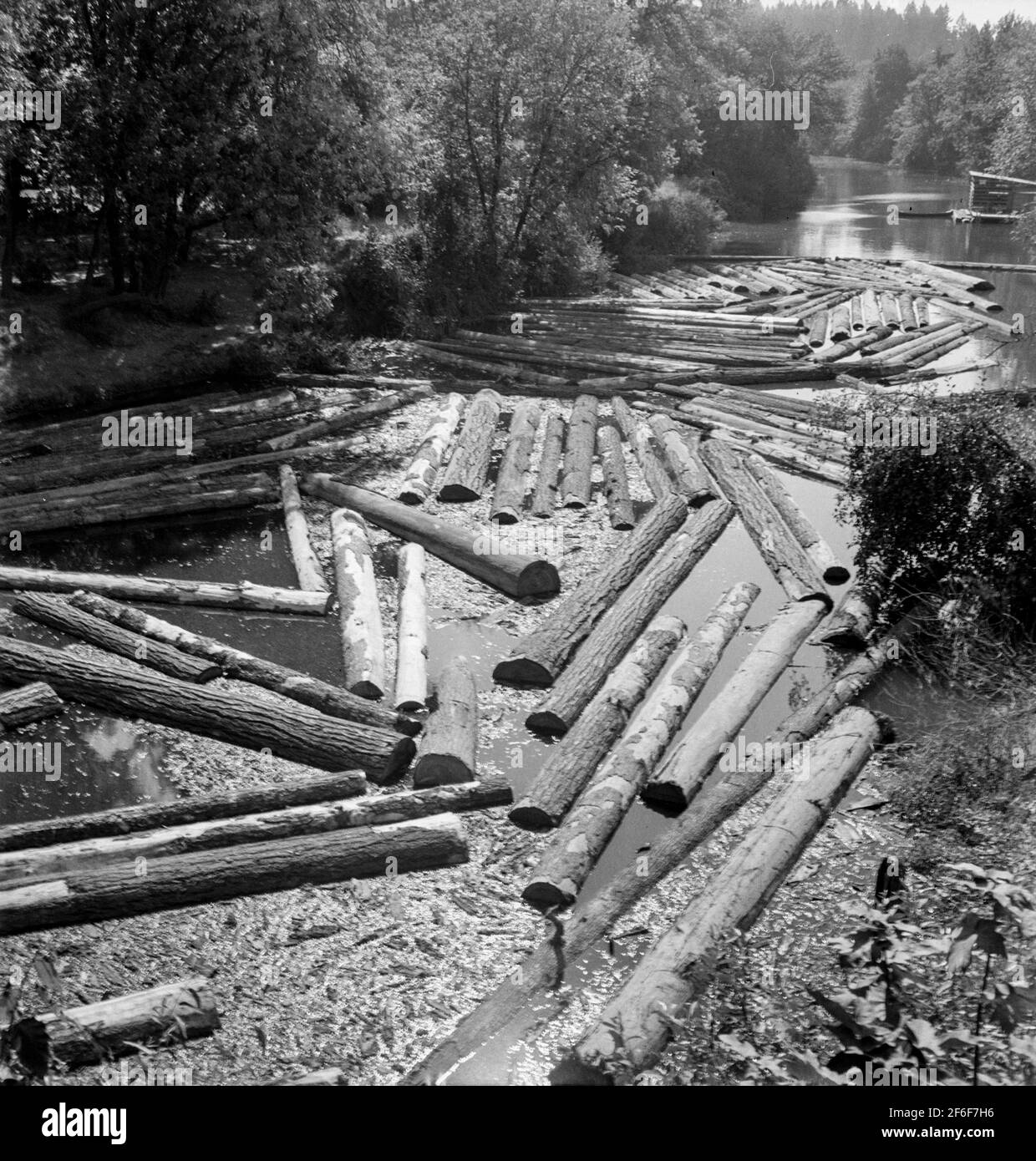 Log rafts on the Williamette River between Salem and Independence ...