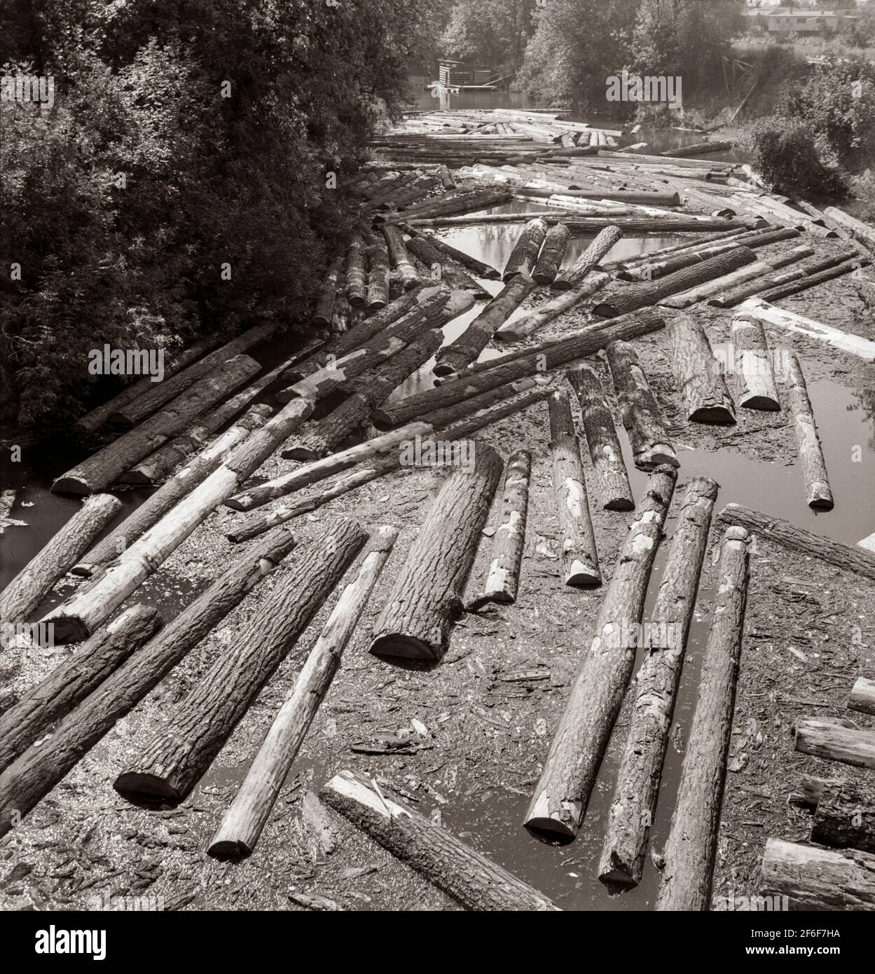 Log rafts on the Williamette River between Salem and Independence ...
