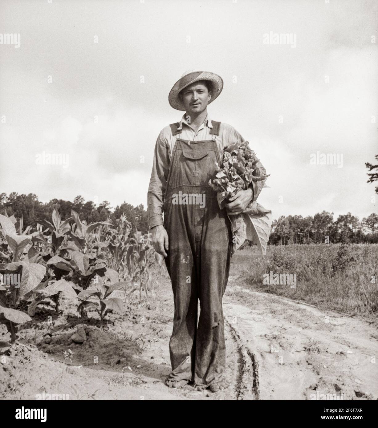 White sharecropper, Mr. Taylor, has just finished priming this field of ...