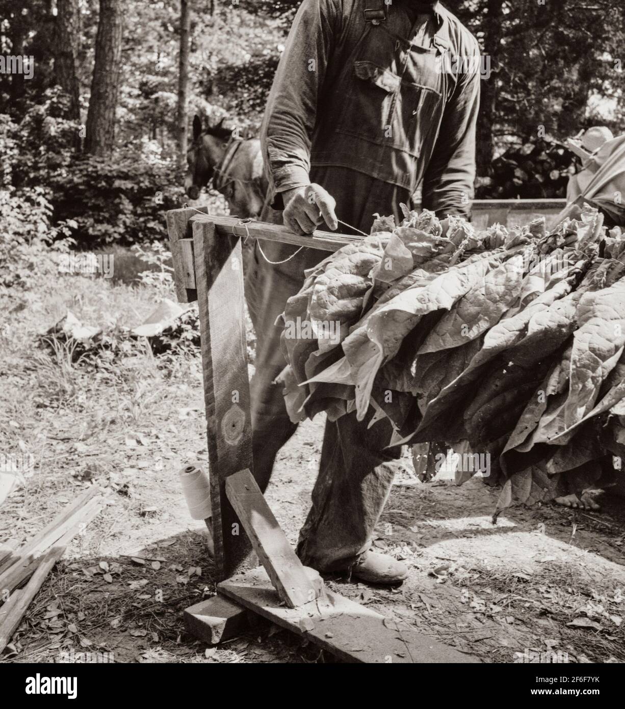 Stringing tobacco. Note "horses" for holding the sticks while stringing ...