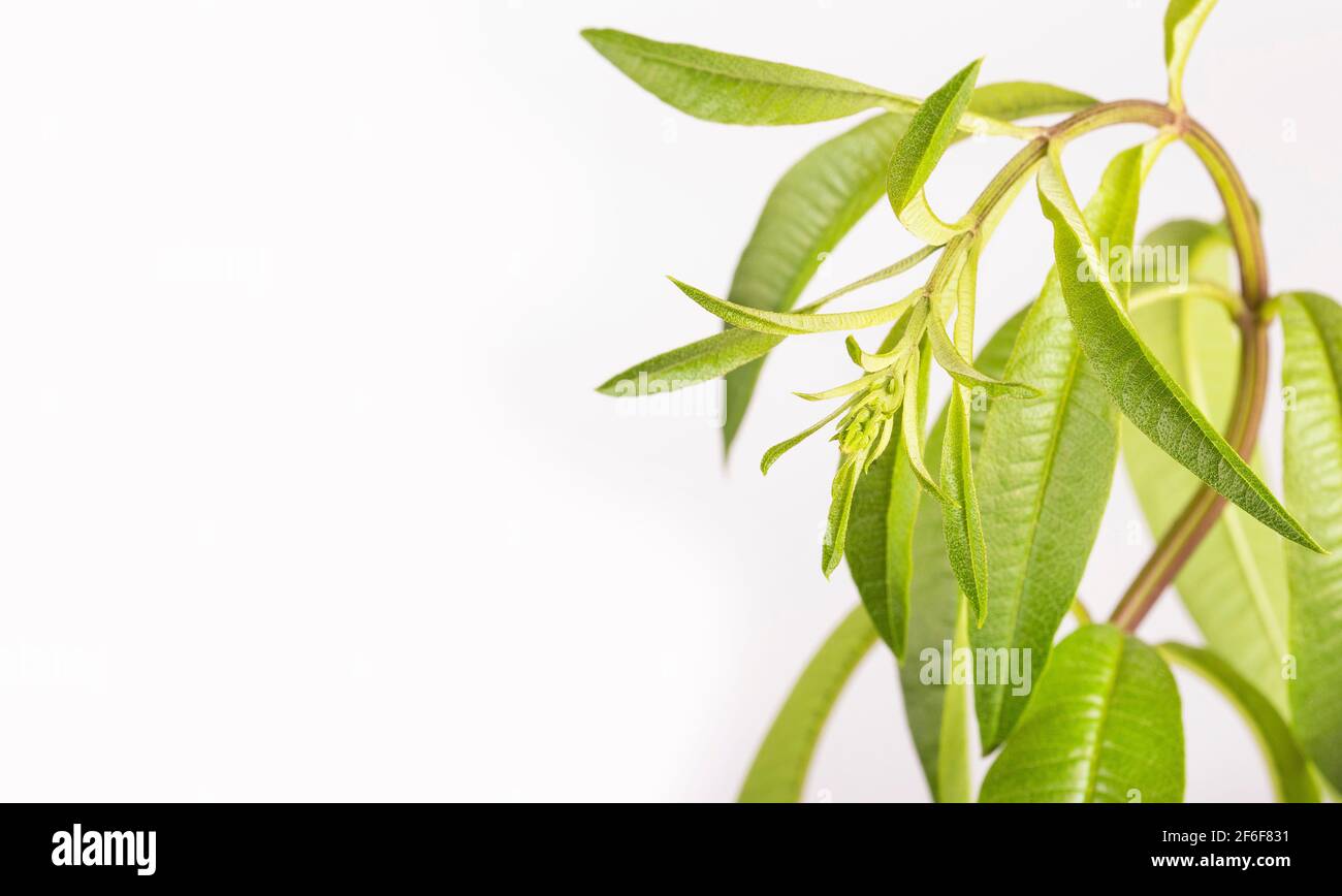 Fresh lemon verbena plant - Aloysia citrodora Stock Photo - Alamy