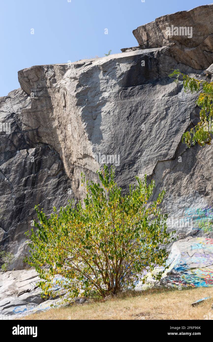 Tree in front of rocks in Plovdiv, Bulgaria Stock Photo - Alamy