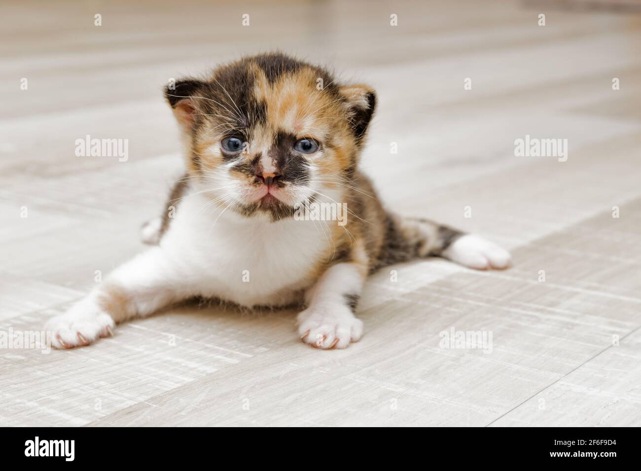 Woman Crawling Like Cat