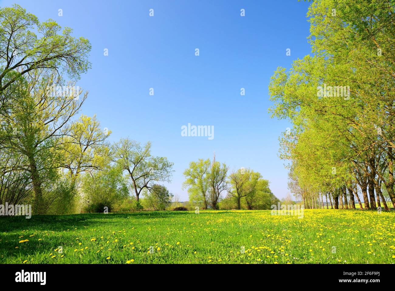 Spring meadow and trees hi-res stock photography and images - Alamy