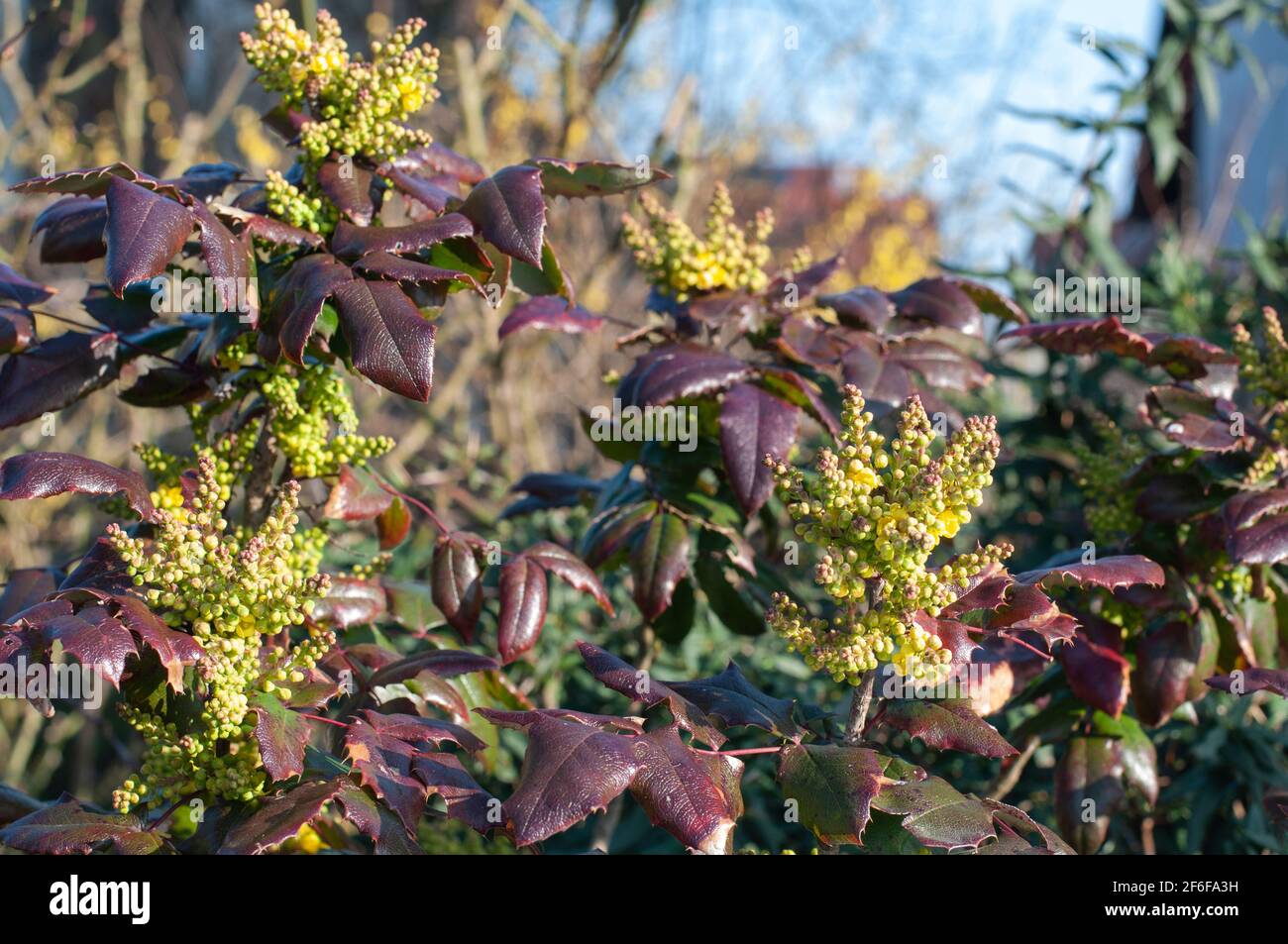 close-up of the flower clusters of an evergreen oregon grape bush with ...