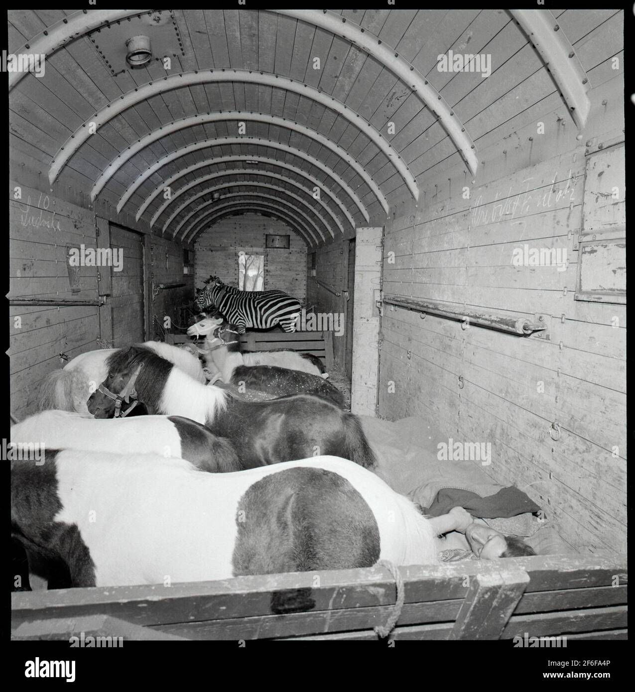 Animal in freight wagon Stock Photo - Alamy