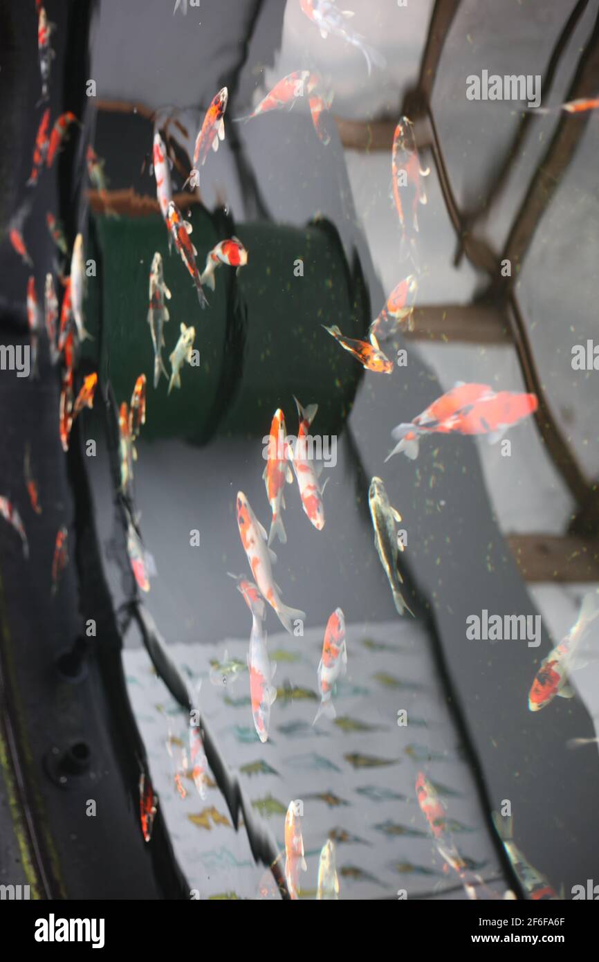 Koi and reflections hi-res stock photography and images - Alamy