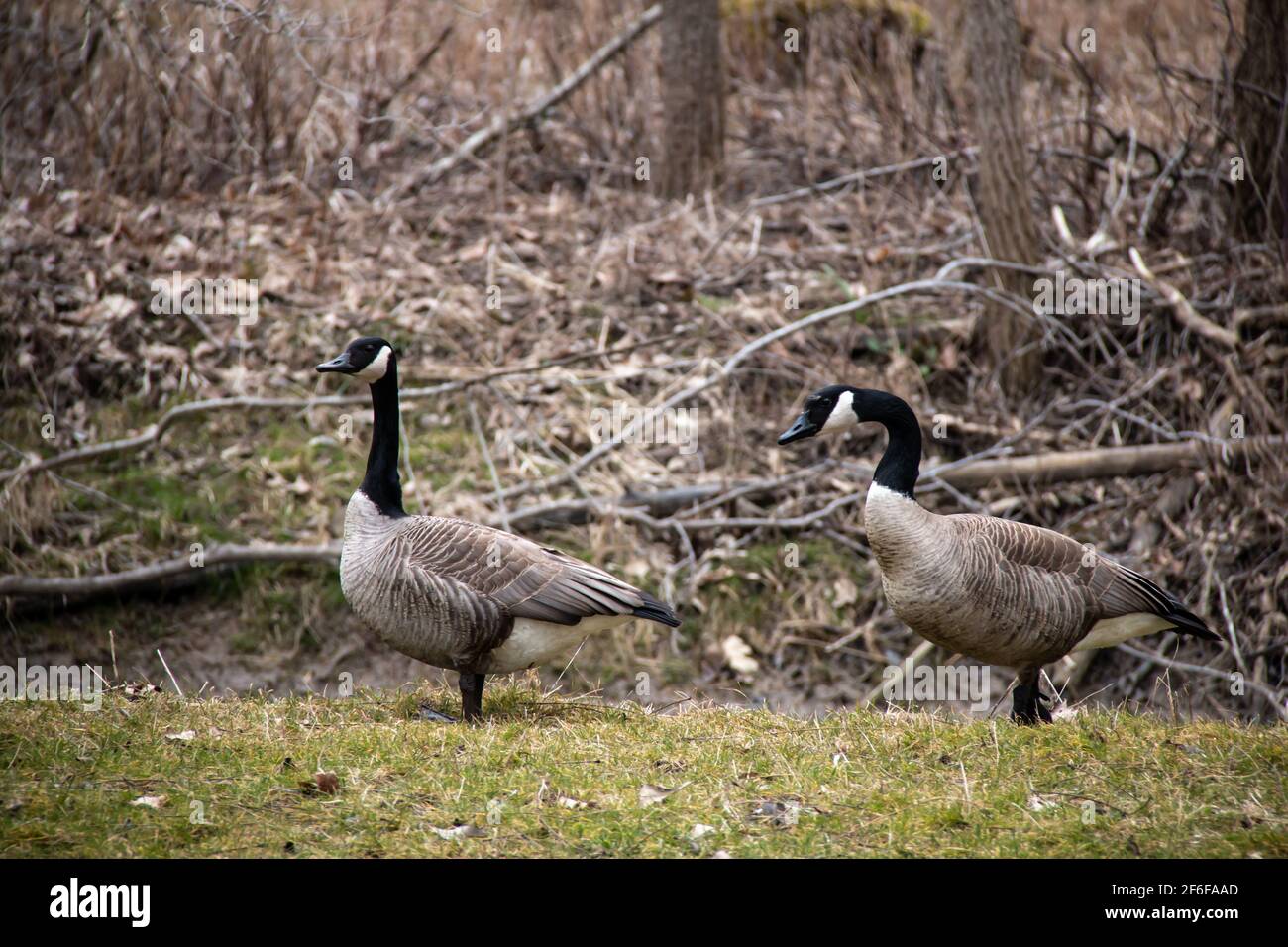 Migratory birds ontario hi-res stock photography and images - Alamy