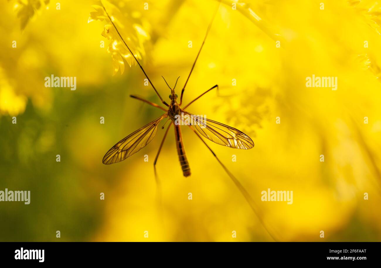 Close-up of a Crane Fly / Tipula paludosa on golden glow background ...
