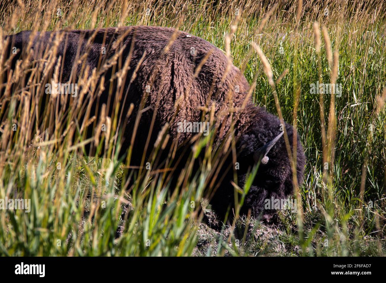 Canadian grass hi-res stock photography and images - Alamy