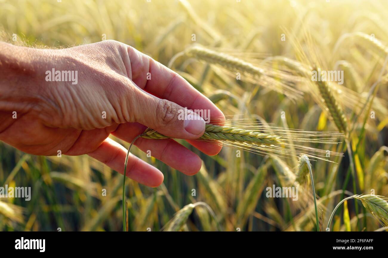Farmer hand hi-res stock photography and images - Alamy