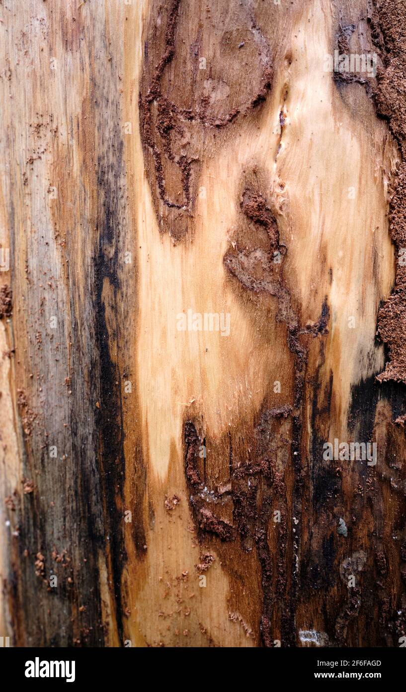Stem of an old pine tree in close up Stock Photo - Alamy