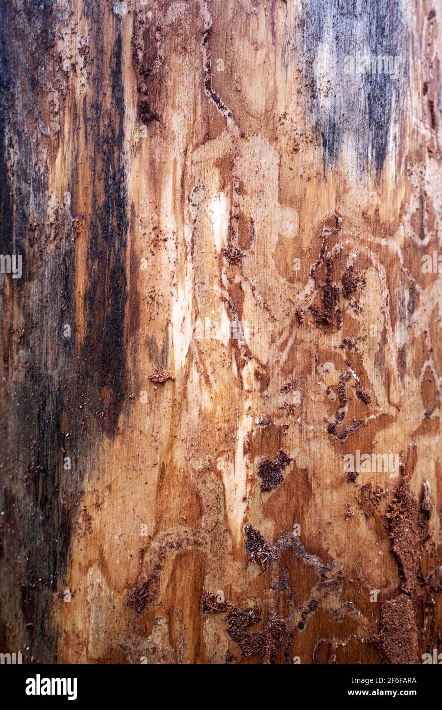 Stem of an old pine tree in close up Stock Photo - Alamy