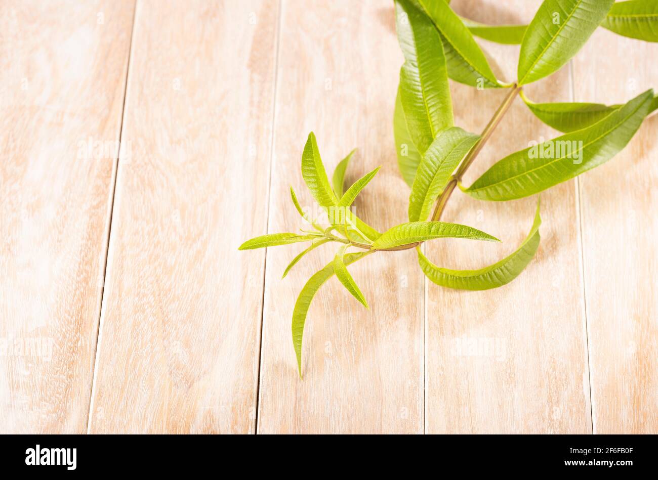 Fresh lemon verbena plant - Aloysia citrodora Stock Photo - Alamy