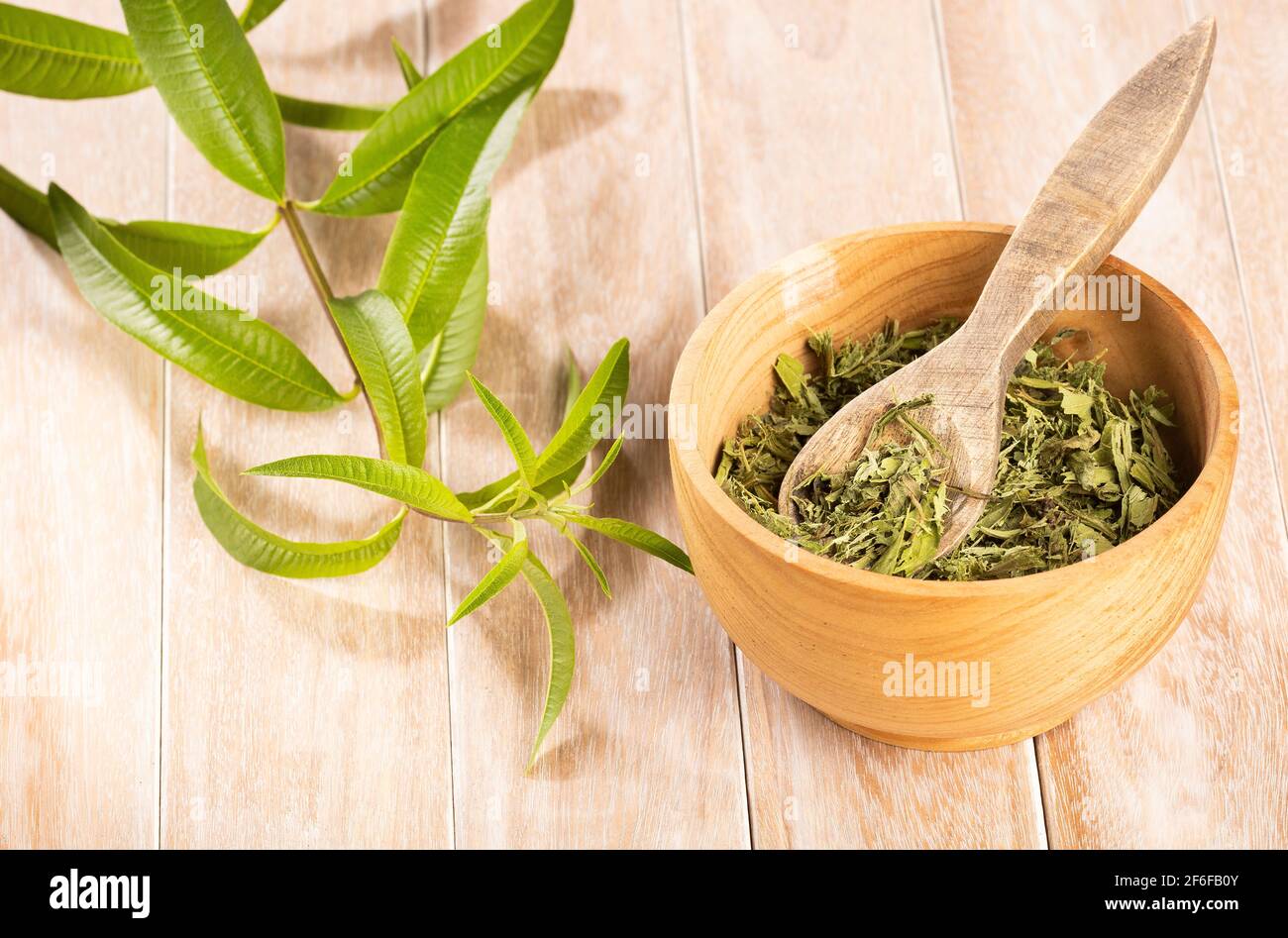 Fresh lemon verbena plant - Aloysia citrodora Stock Photo - Alamy