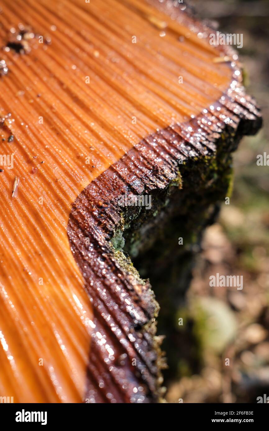 Cambium layers hi-res stock photography and images - Alamy