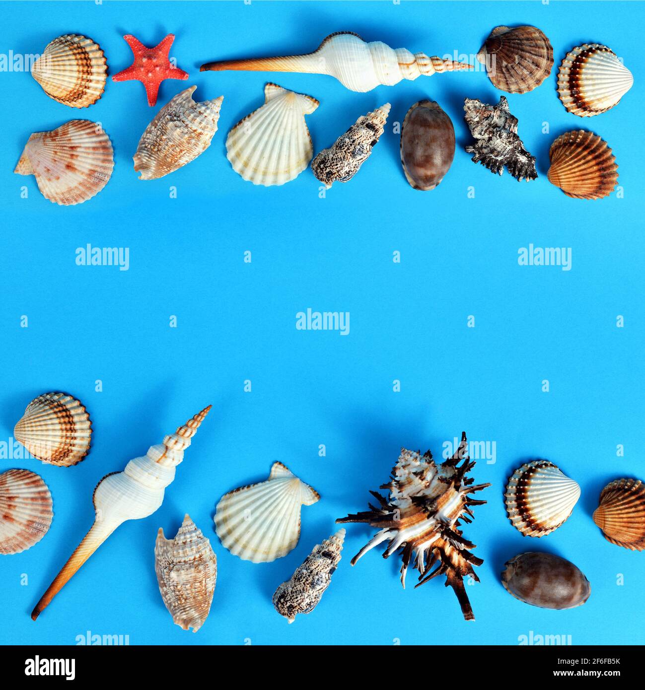 Tropical conch shells with starfish isolated on blue background. Sea ...