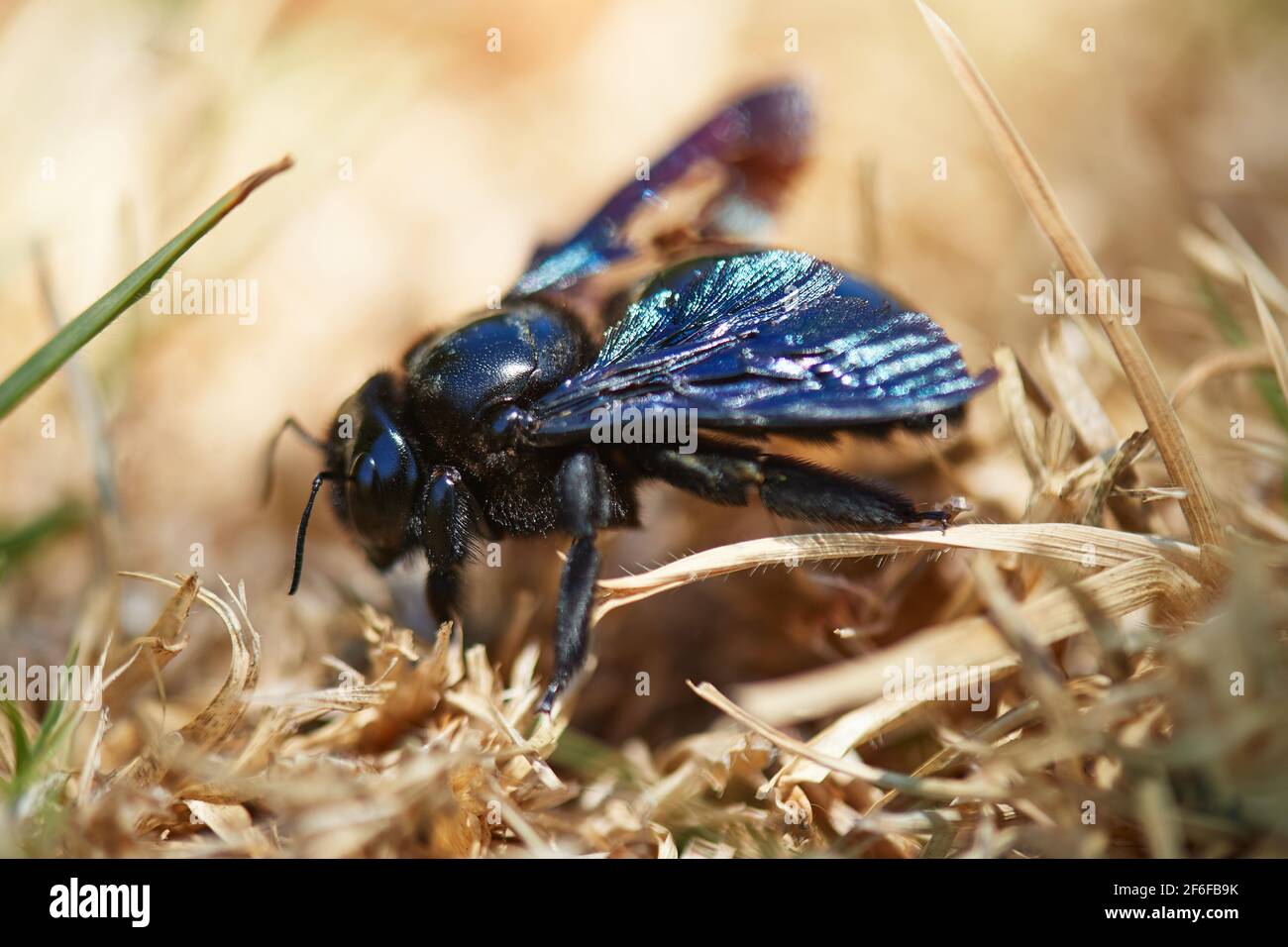Giant Carpenter Bee Stock Photo - Alamy