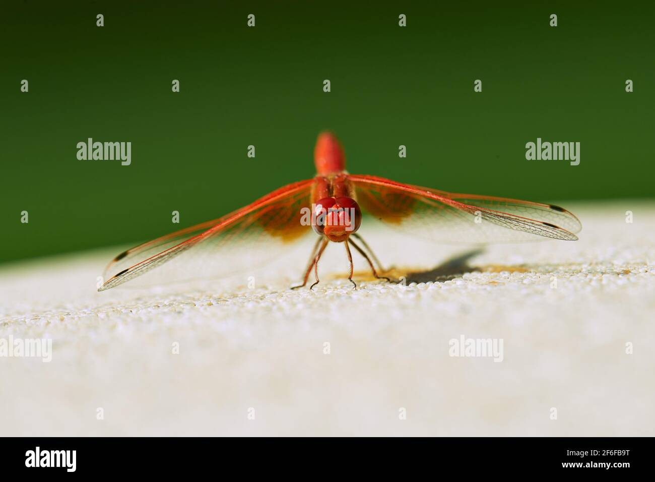 Dragonfly by the pool hi-res stock photography and images - Alamy