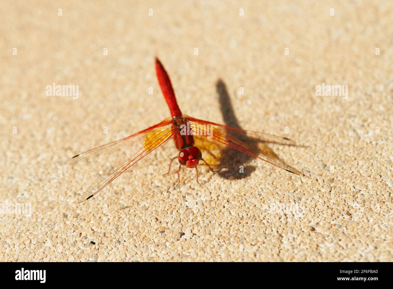 Dropwing hi-res stock photography and images - Alamy
