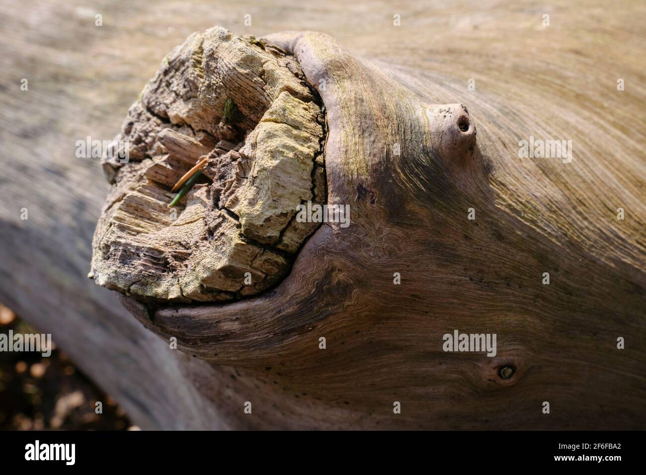 Structure of an old broken tree branch in closeup Stock Photo - Alamy