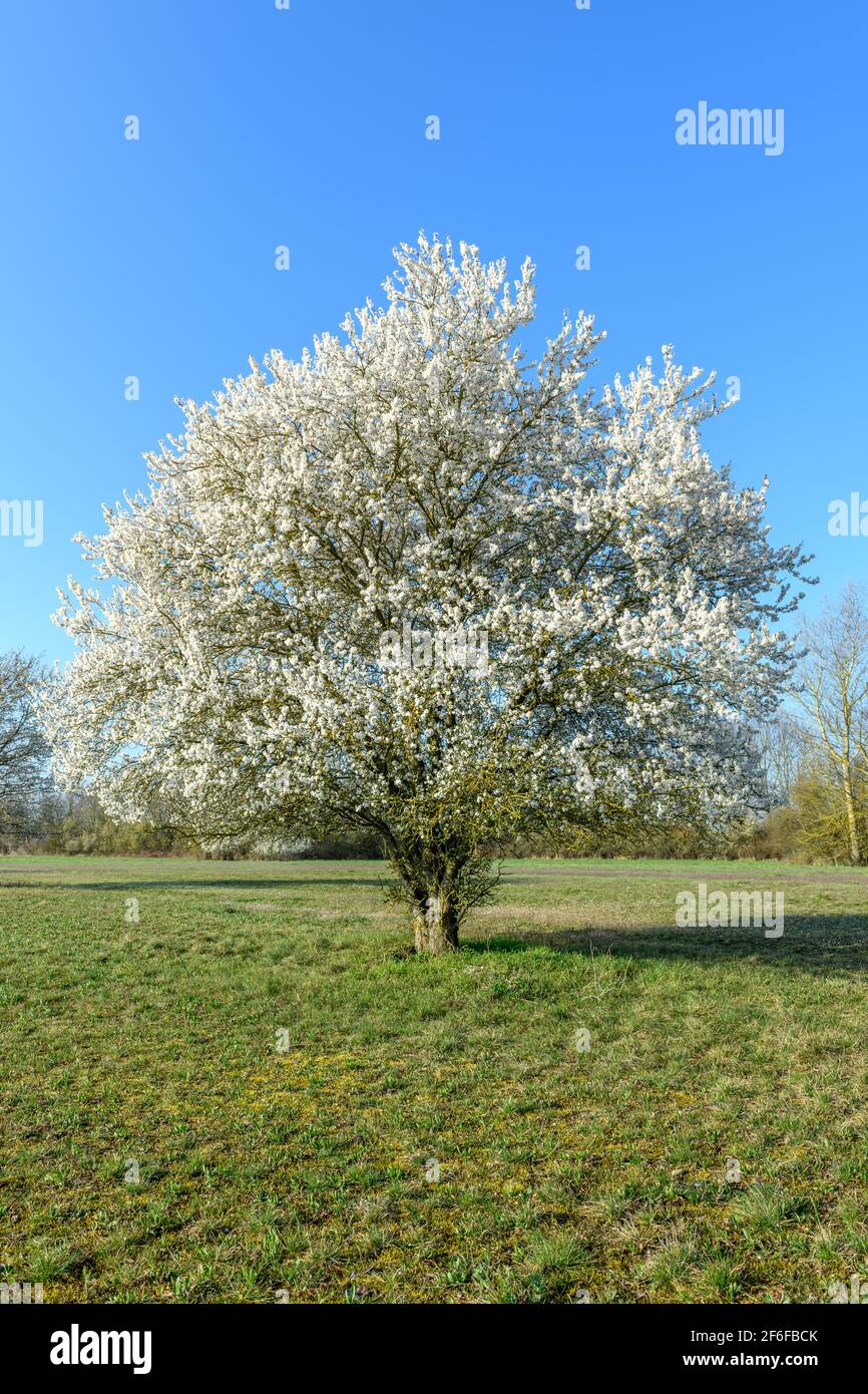 Spring landscape in an orchard with trees in bloom in France Stock ...