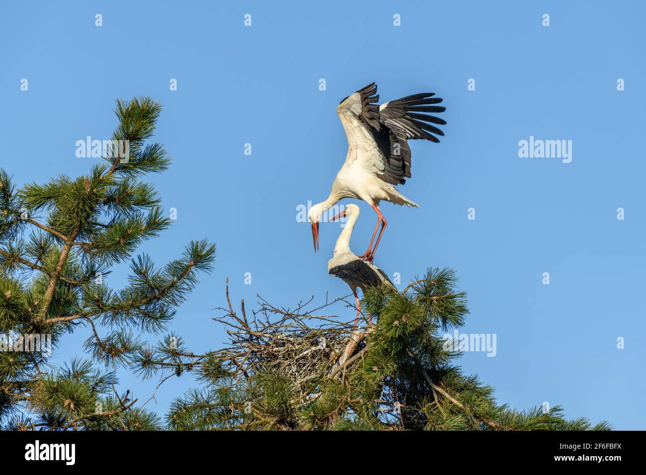 White stork in courtship period in early spring, France, Alsace Stock ...