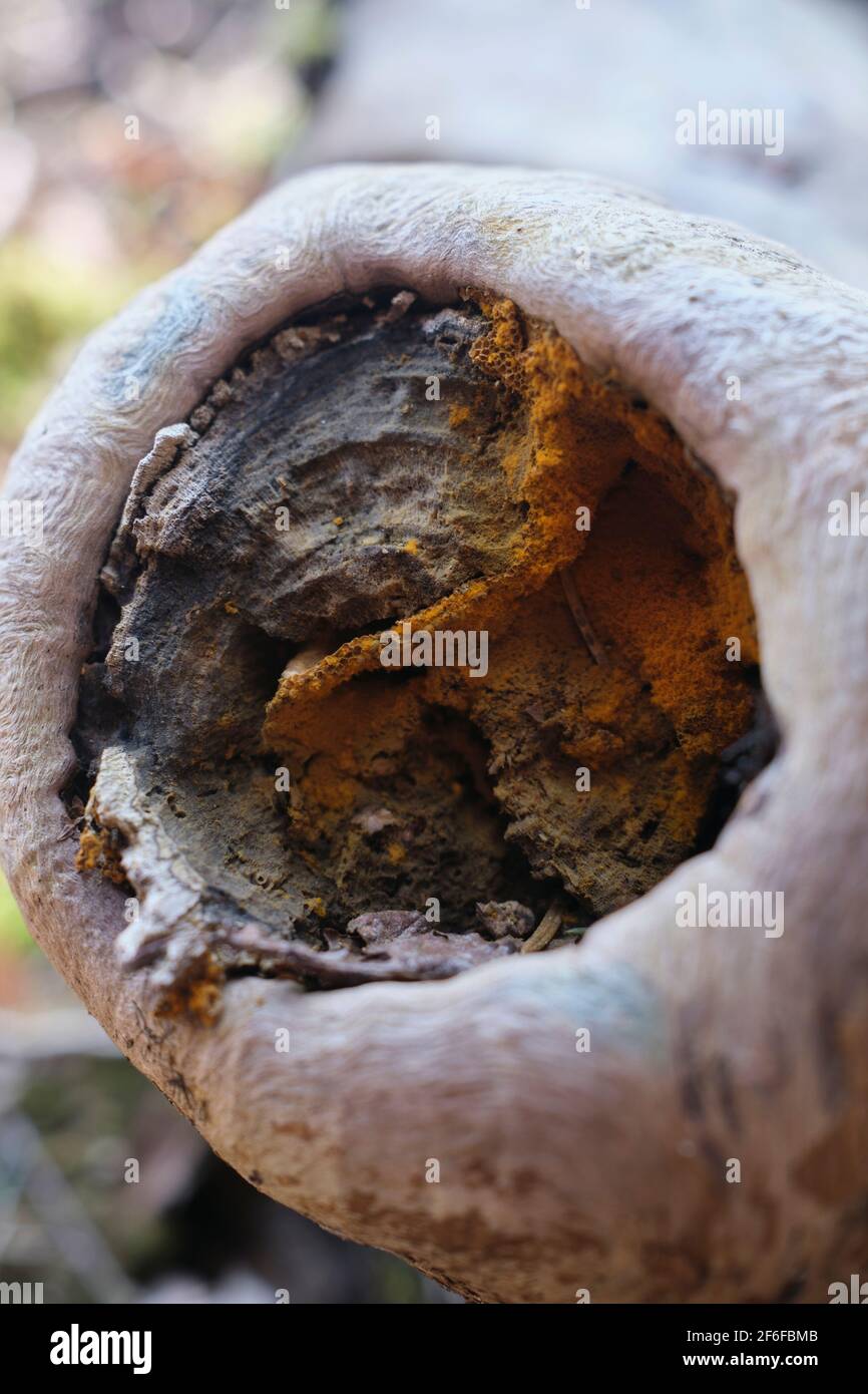 Structure of an old broken tree branch in closeup Stock Photo - Alamy